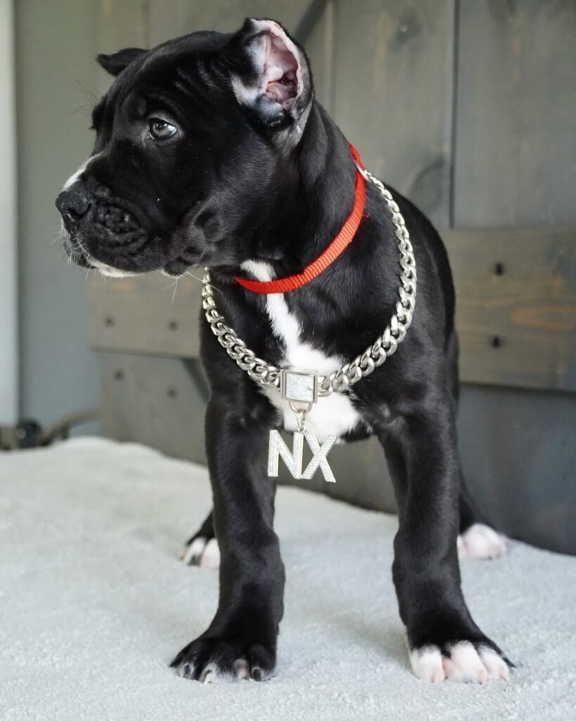 Cane corso – Notorious X Kennels